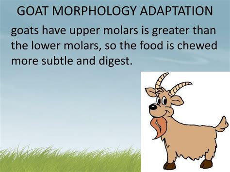 Image result for Behavior Adaptation