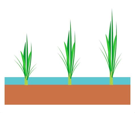 Image result for Chapter 12 Milled Rice