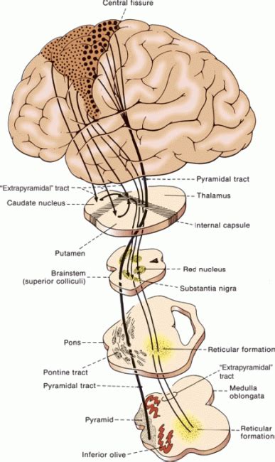 Image result for Extrapyramidal Cortex