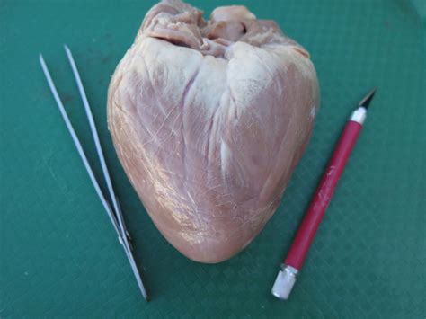 Image result for Human Heart Dissection