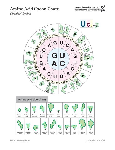 Image result for Amino Acid Codon Chart Tutorial