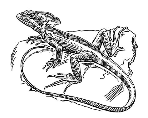 Image result for Simple Line Drawings Lizard