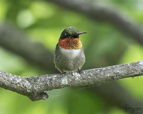 Image result for Ruby-throated Hummingbird