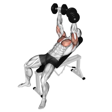 Image result for Bench Chest Fly