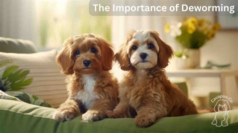 Image result for Cavapoo Pup