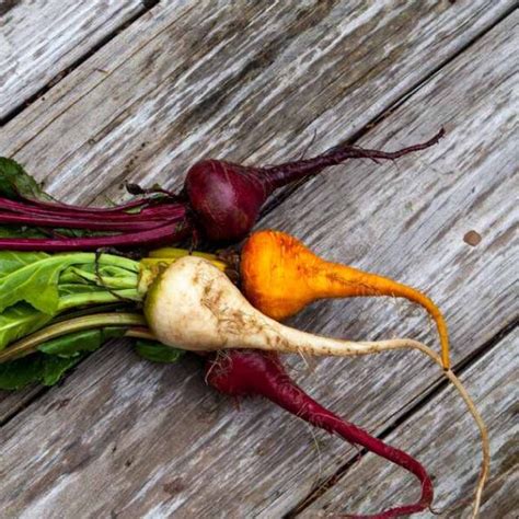 Image result for Color of Beets