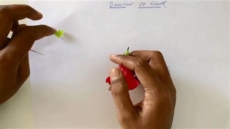 Image result for Hibiscus Flower Dissection