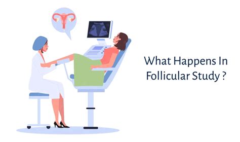 Image result for Follicular Study Scan