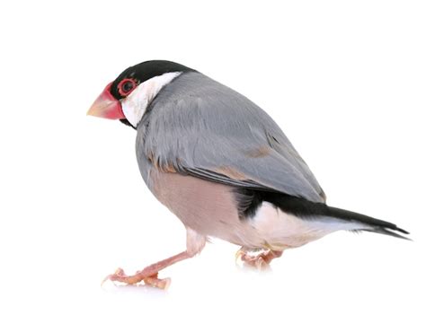Image result for Java Sparrow Meme