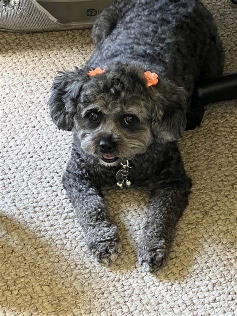 Image result for Cavapoo Pup