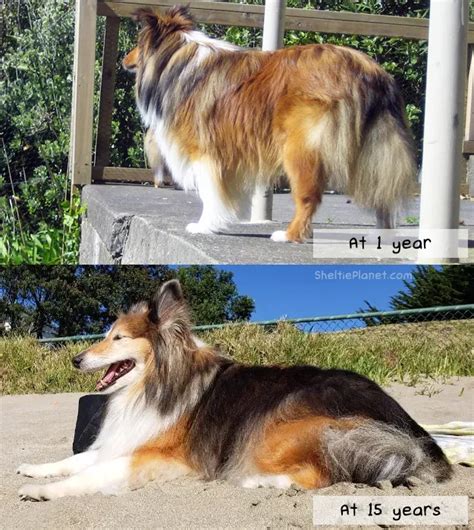 The Six Sheltie Colors | Sheltie Planet