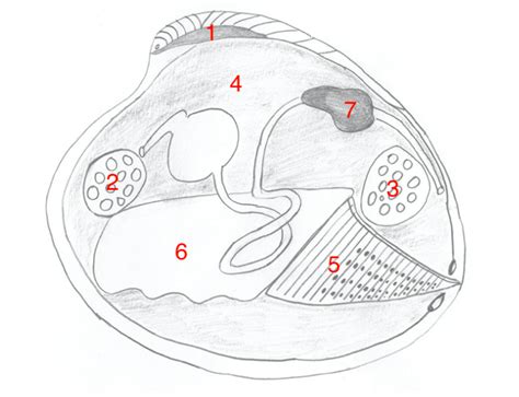 Image result for Clam Dissection