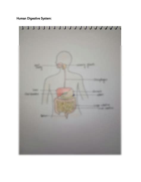 Image result for Homework Digestive System