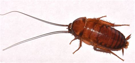 Image result for NYC Cockroach