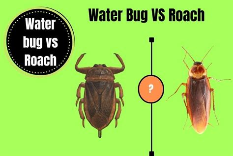 Image result for Water Bug vs Cockroach