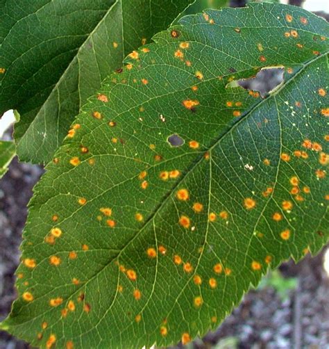 Image result for Cherry Tree Rust