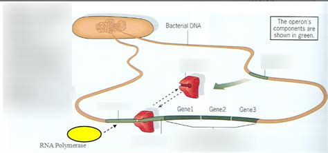 Image result for Operon Theory
