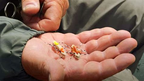 Image result for Fly Tying Stonefly Patterns