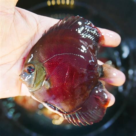 Image result for Ruby Red Discus