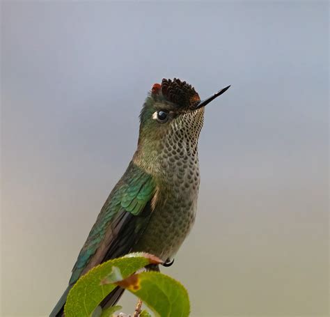 Image result for Humminbird Colorful