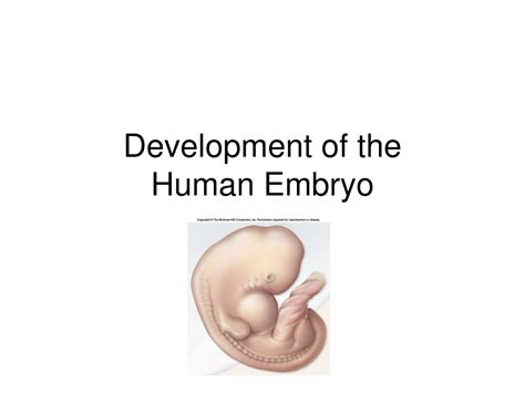 Image result for Embryo Development