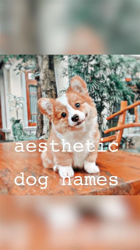 47 flower names for dogs that are blooming brilliant – Artofit