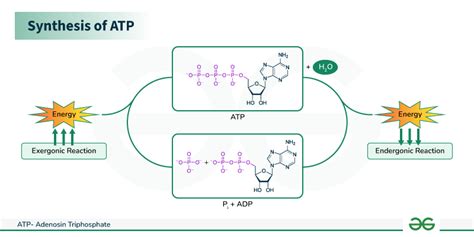 Image result for ATP Formula