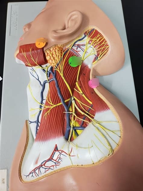 Image result for How to Build Neck Muscles Chart