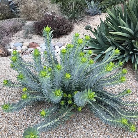 Image result for Garden Gopher