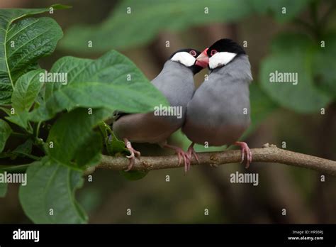 Image result for Java Sparrow Finch