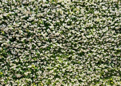 Image result for DIY Flower Photo Booth Backdrop