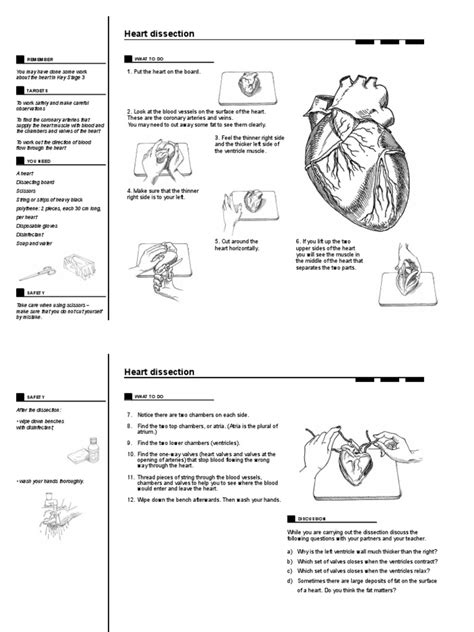 Image result for Human Heart Dissection