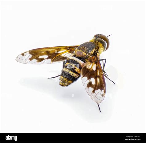 Image result for Lesser Pumpkin Fly