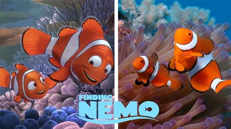 Image result for Finding Nemo Real Life