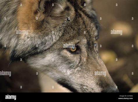 Image result for Grey Wolves Alaska