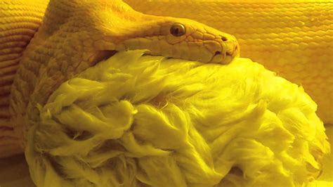 Image result for Burmese Python Wallpaper