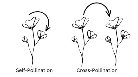 Image result for Types of Cross Pollination