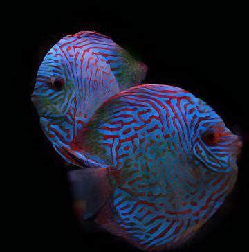 Image result for Royal Blue Discus
