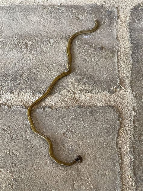 Image result for Alien Mind Worm