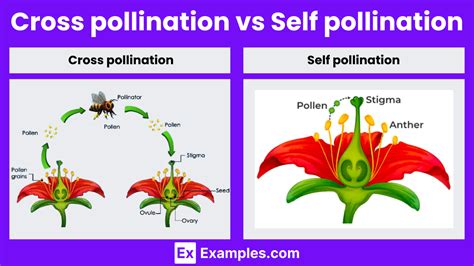 Image result for Types of Cross Pollination
