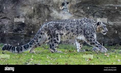 Image result for Snow Leopard Side View
