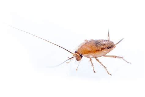 Image result for Cockroach Side View