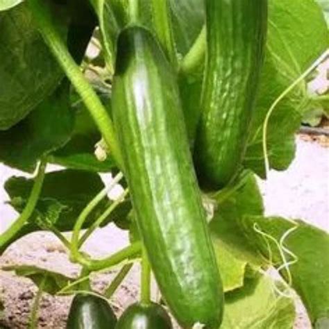 Image result for How to Manually Pollinate Cucumbers