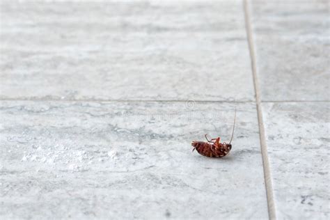 Image result for Cockroach On Its Back