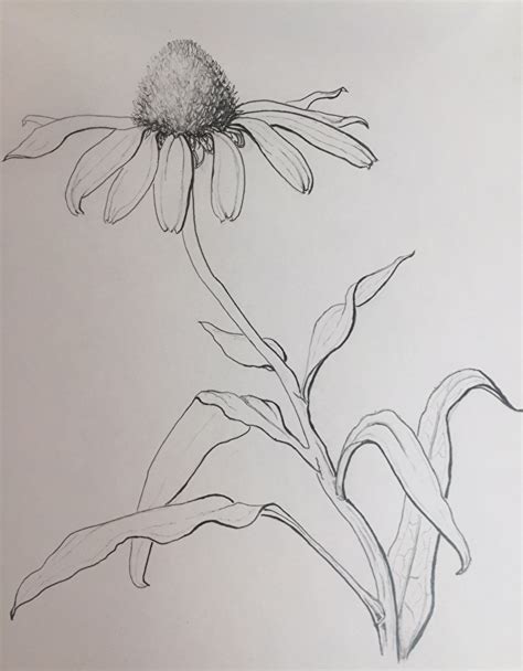 Image result for Intermediate Daily Drawing