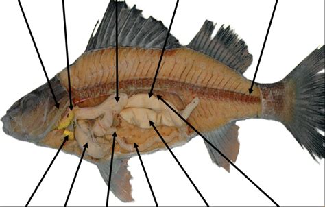Image result for Perch Fish Dissection