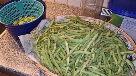 Image result for October Beans