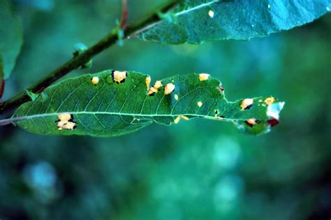 Image result for Willow Tree Rust