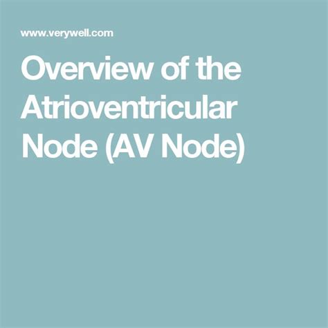 Image result for AV Node