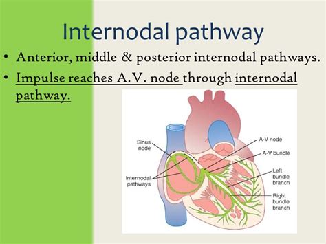 Image result for Cardiac Internodal Pathways